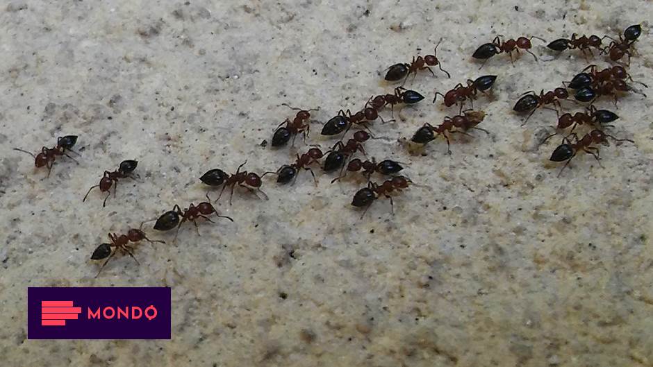 kako se otarasiti mrava u kuci | Magazin | Lifestyle