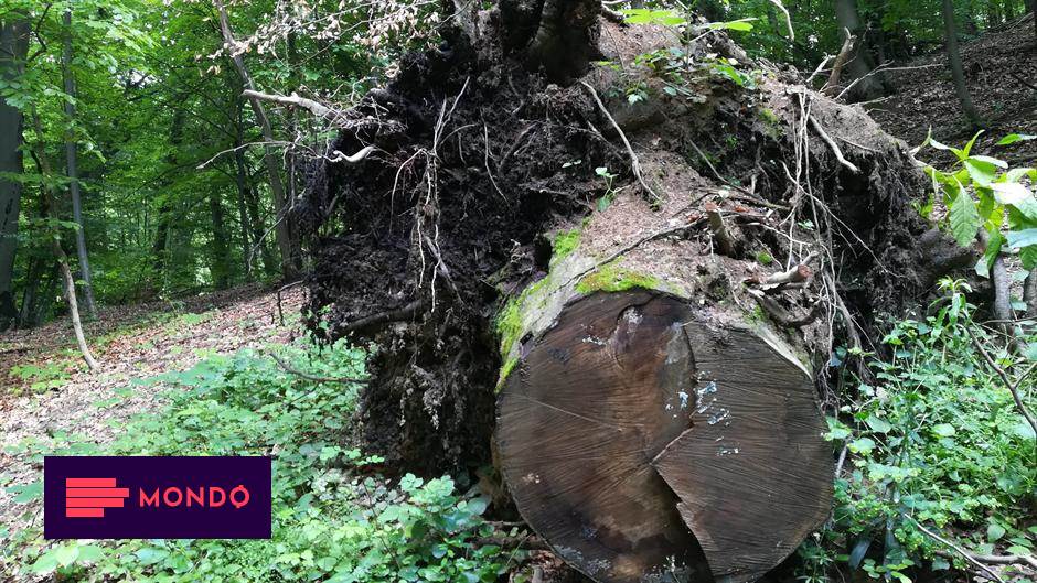 katic pred sudom zbog sjece drva | Info | Društvo