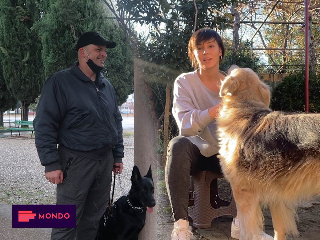 DRESURA PSA, KOLIKO TRAJE I ŠTA TREBA DA ZNATE O NJOJ! | Info | Društvo