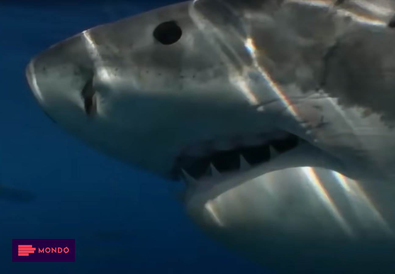 Najveća bela ajkula na svetu napala je surfera | Info | Svijet