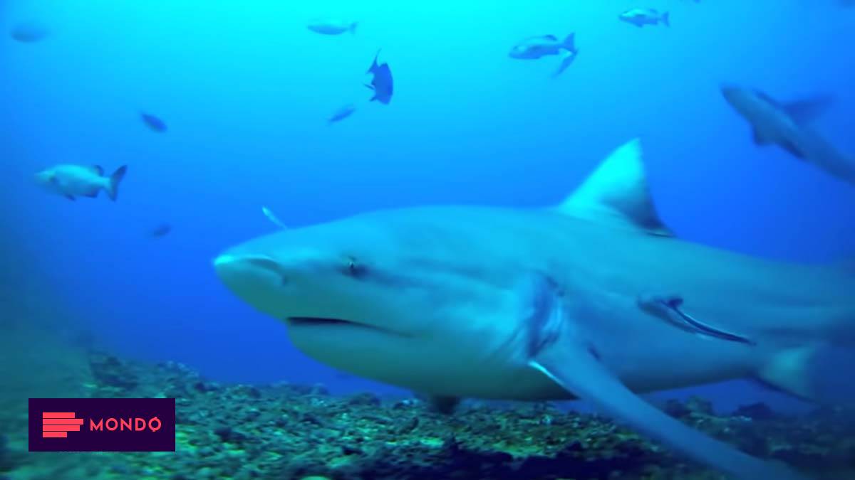 Ajkula napala tinejdžera u Australiji | Info | Svijet