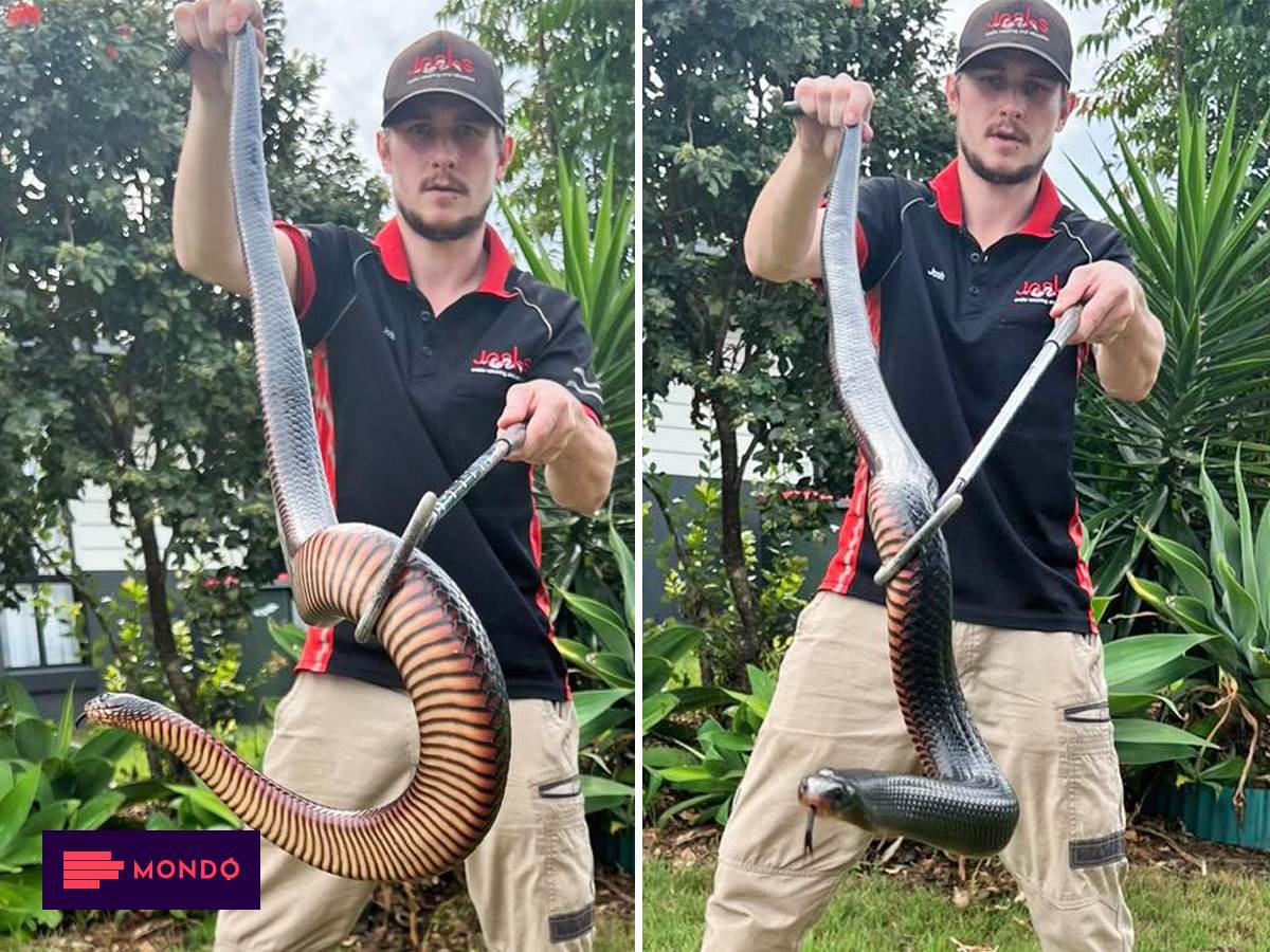 Ogromna crna zmija crvenog trbuha pronađena je na prozoru jedne ...