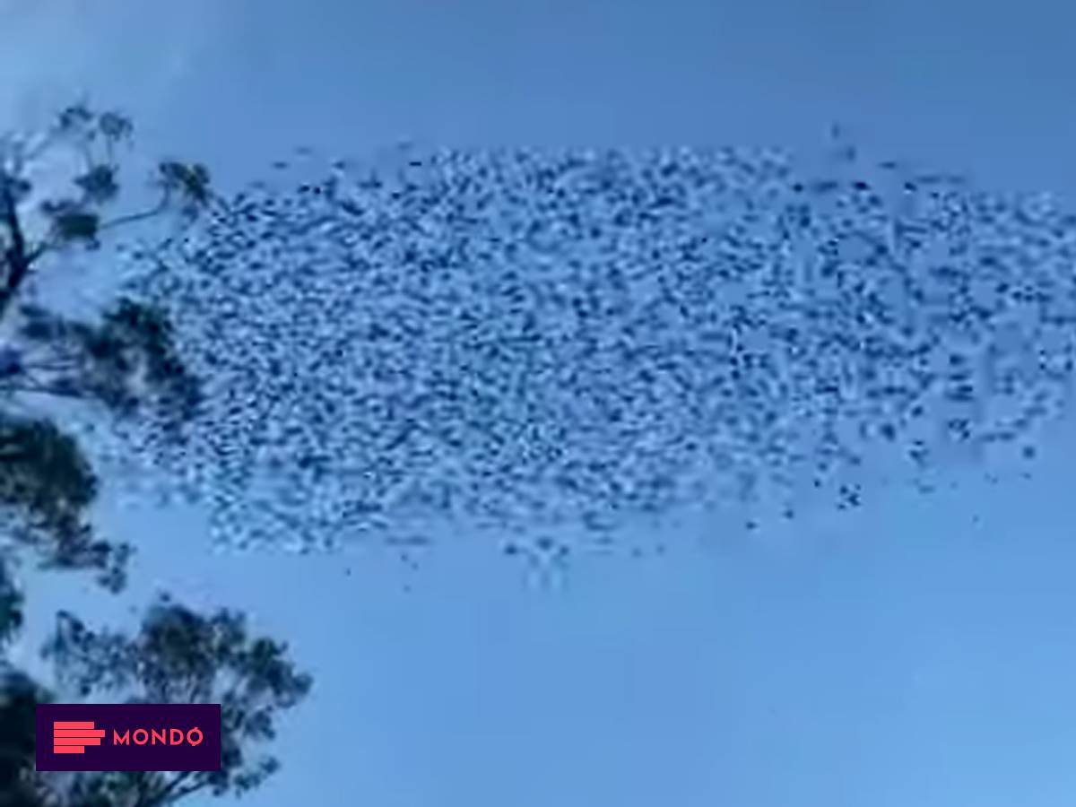 obučavale životinje da budu špijuni | Info | Svijet