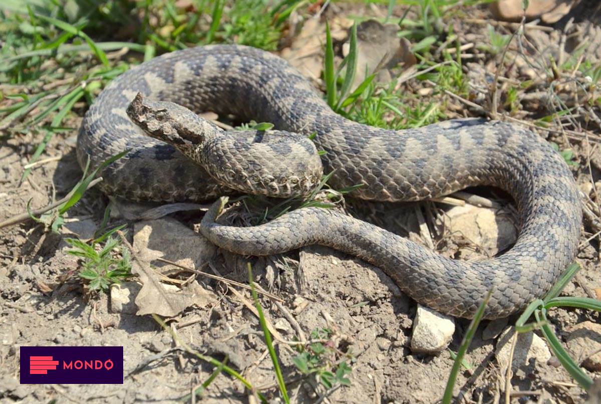 pojavila se opasna zmija kod nas | Magazin | Zvijezde i tračevi