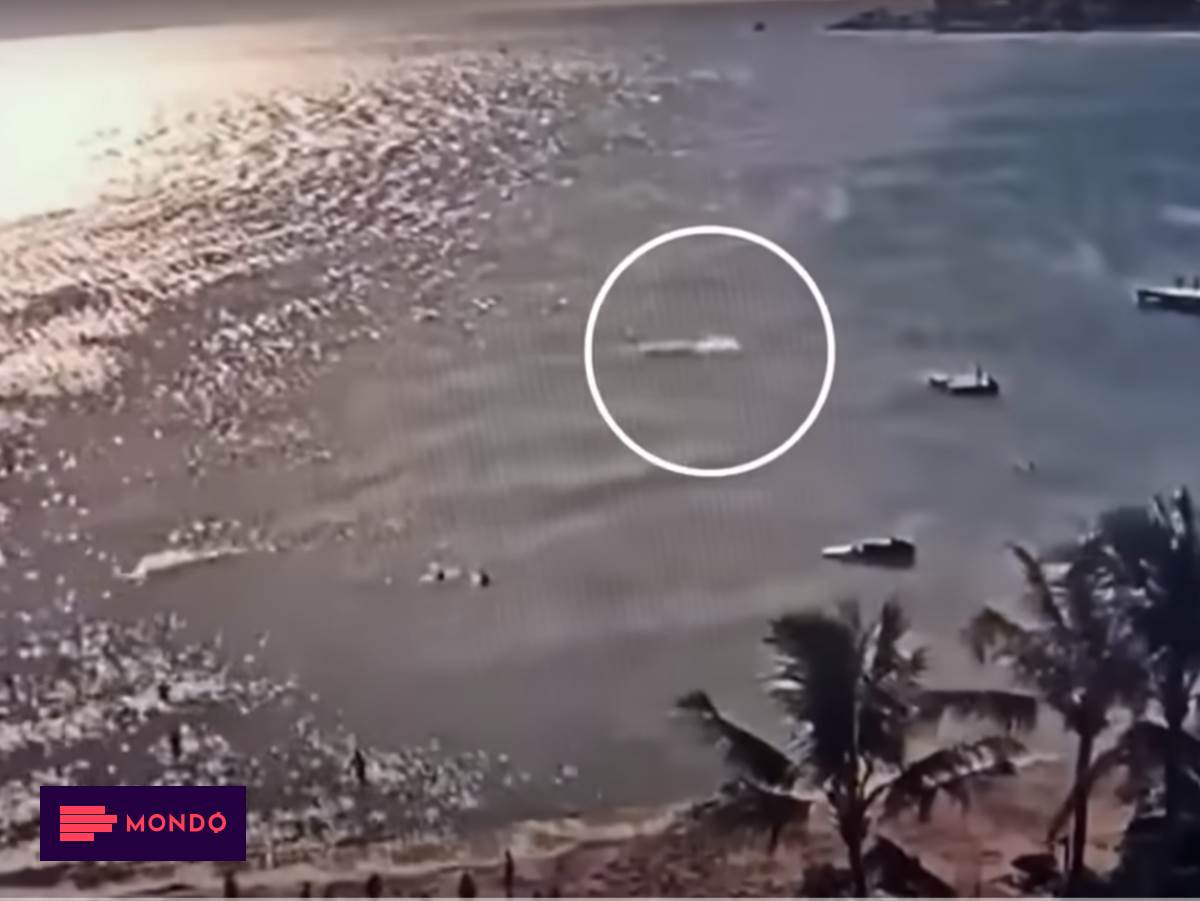 jezivi snimci napada ajkule | Info | Svijet