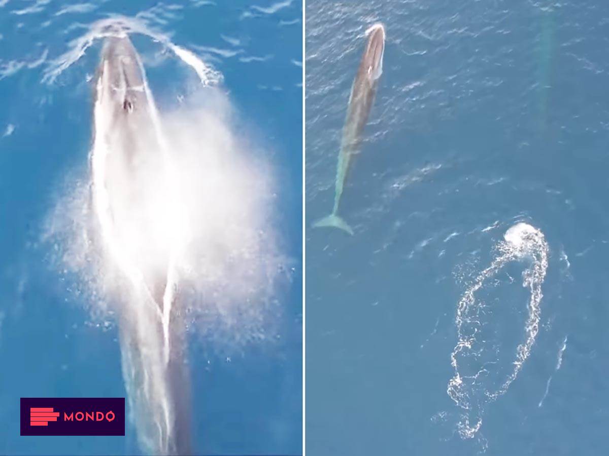 Deset kitova snimljeno je kod ostrva Vis u Hrvatskoj | Info | Region