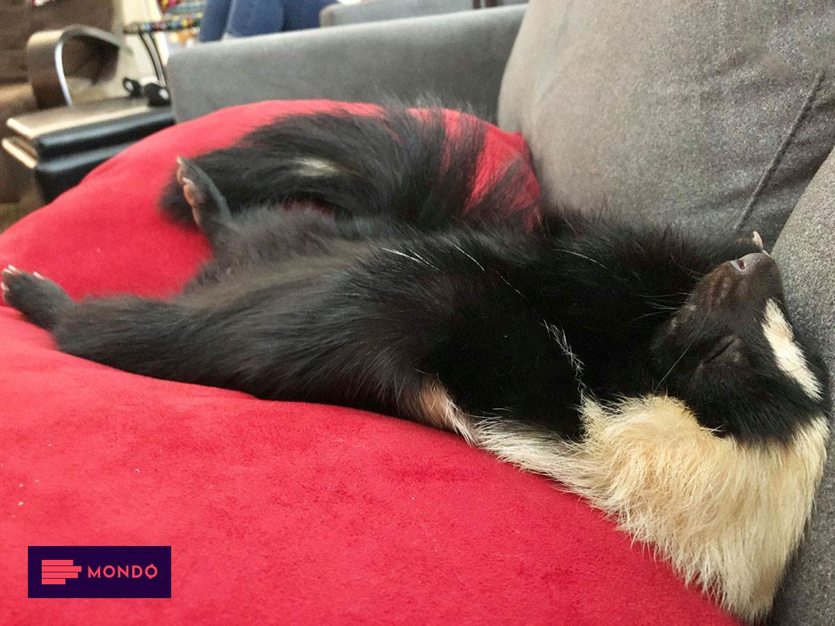 Tvor Gerber, koji je pronađen pored puta, dobio je novu šansu za život ...