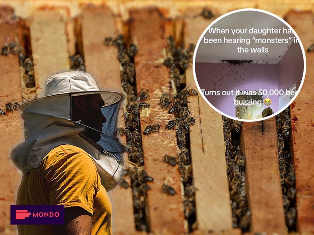 U zidu porodične kuće pronašli su roj od čak 60.000 pčela | Info | Svijet