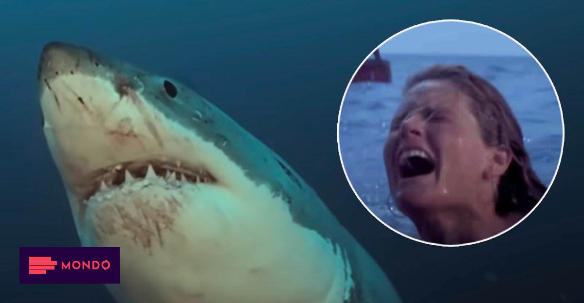 Istina o Jaws | Magazin | Lifestyle