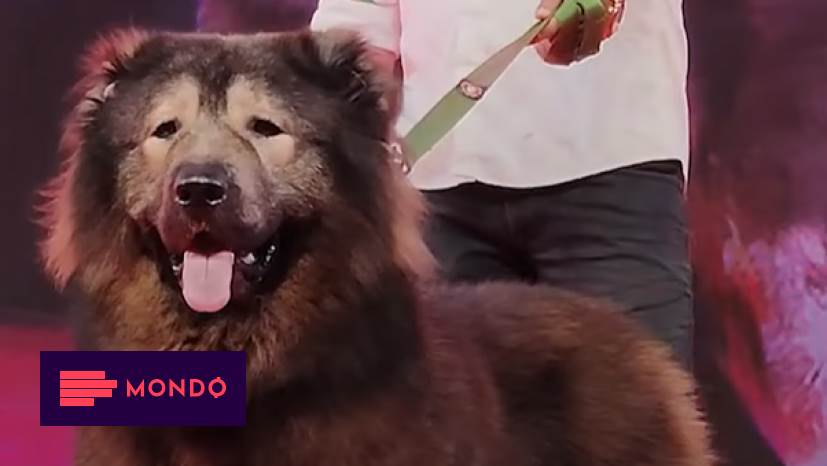 Najskuplji pas na svijetu prodat za 5,3 miliona eura: Jedan roditelj mu ...